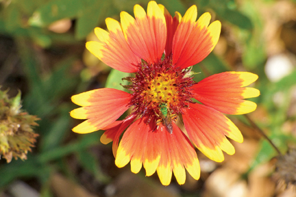 Vegetation Committee of Sanibel vegetation tours - SANIBEL-CAPTIVA ...